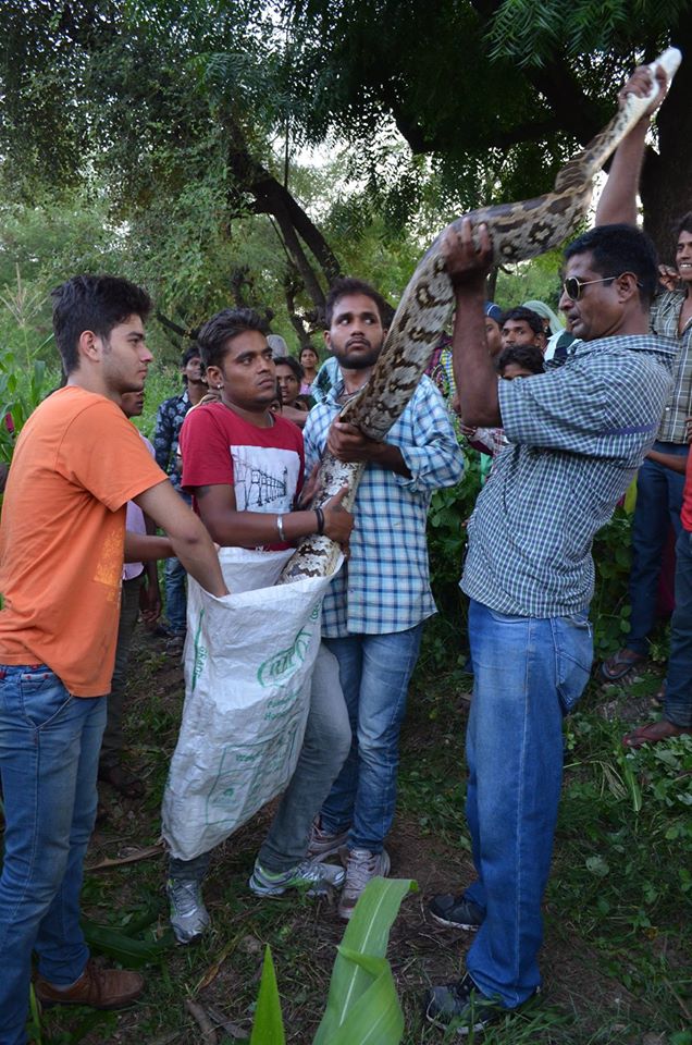 Snake Catcher in Udaipur: Padam Singh Rathore | UdaipurBlog