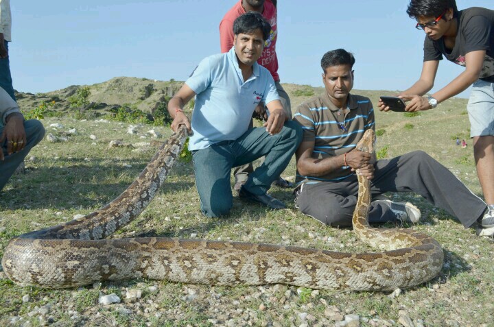 Snake Catcher in Udaipur: Padam Singh Rathore – UdaipurBlog